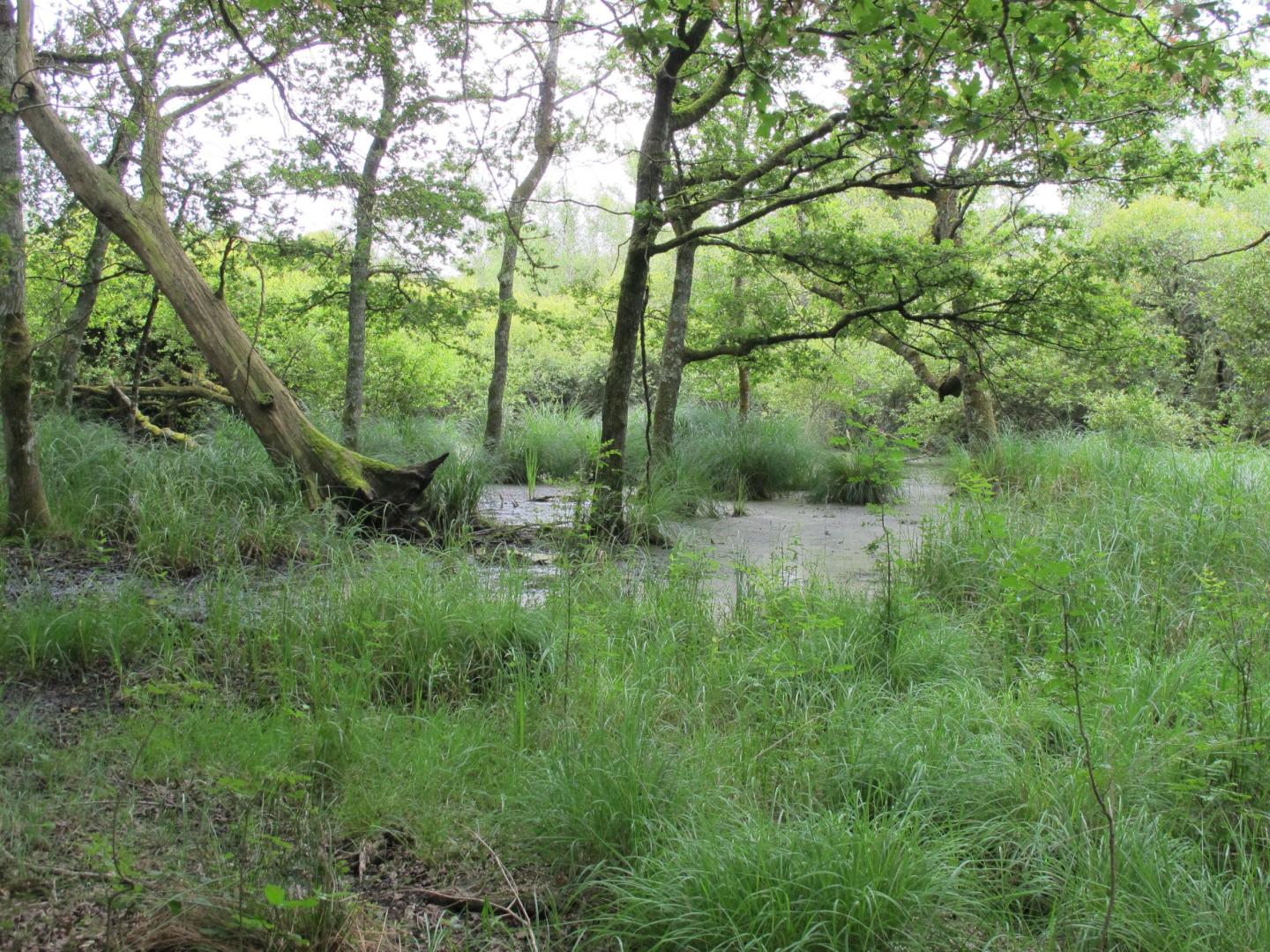 La Réserve Naturelle Nationale de Chérine à Saint-Michel-en-Brenne ...