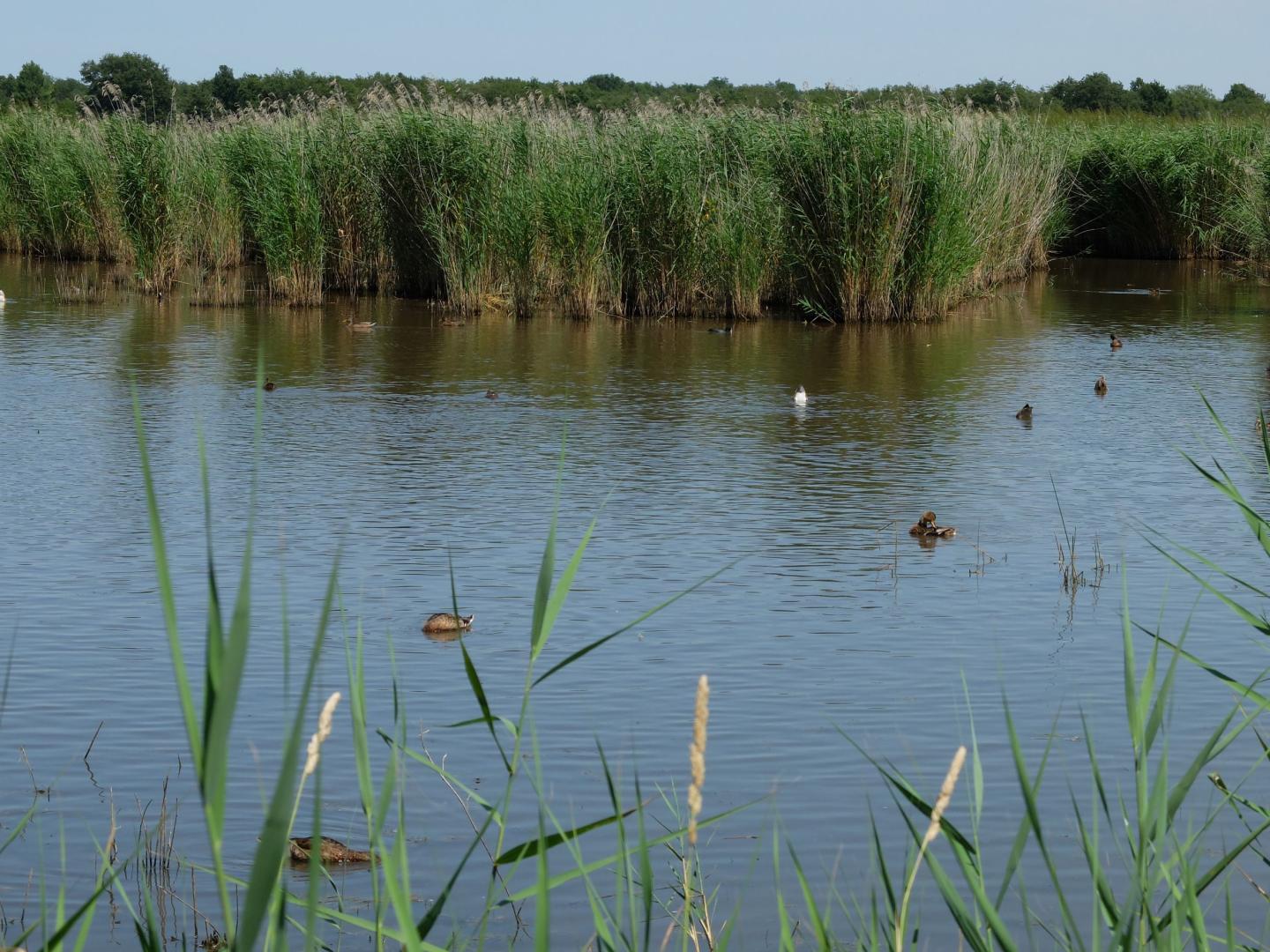 La Réserve Naturelle Nationale de Chérine à Saint-Michel-en-Brenne ...